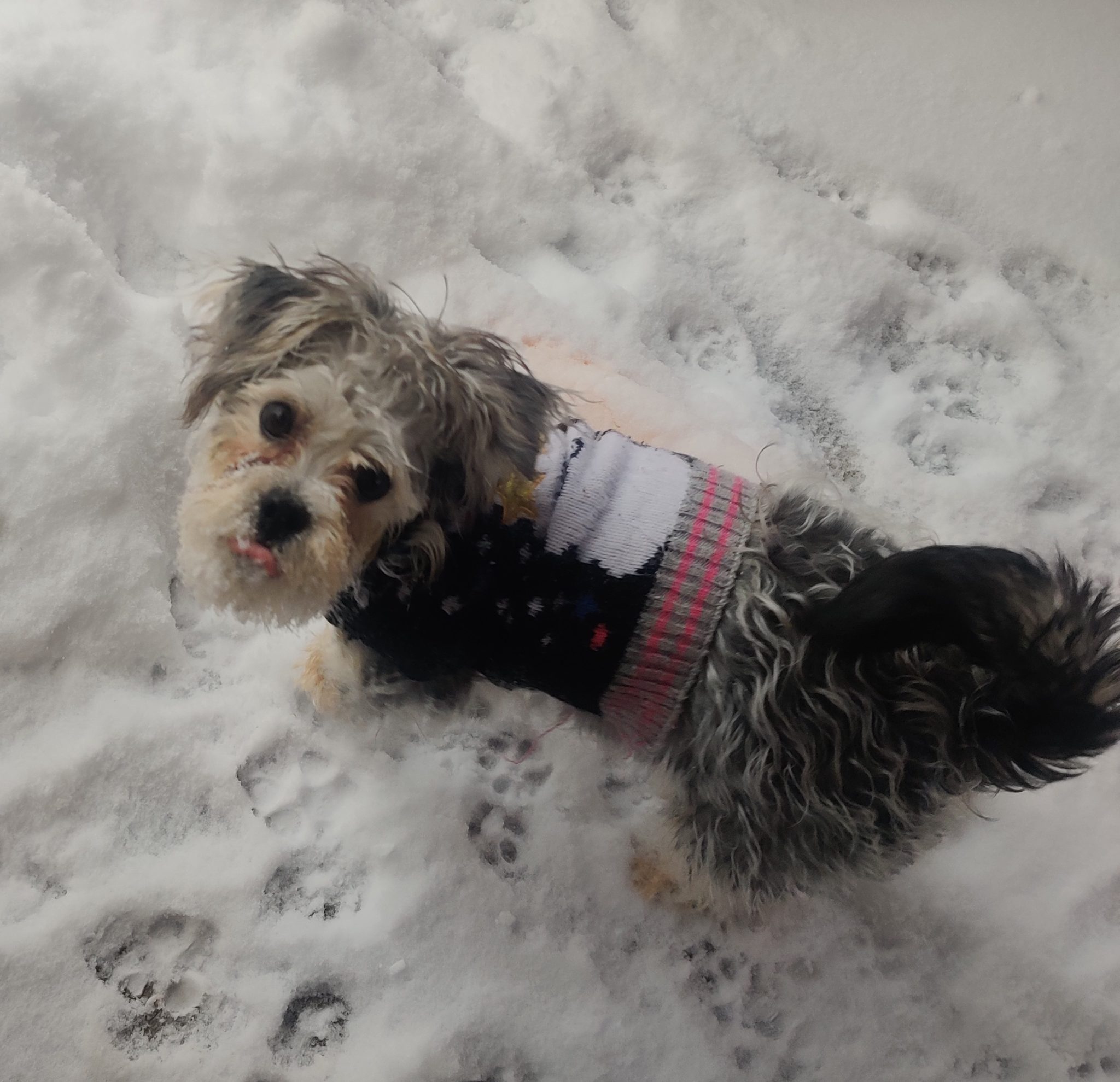 Home - Harley's Hope Foundation