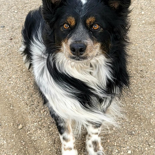 Home - Harley's Hope Foundation