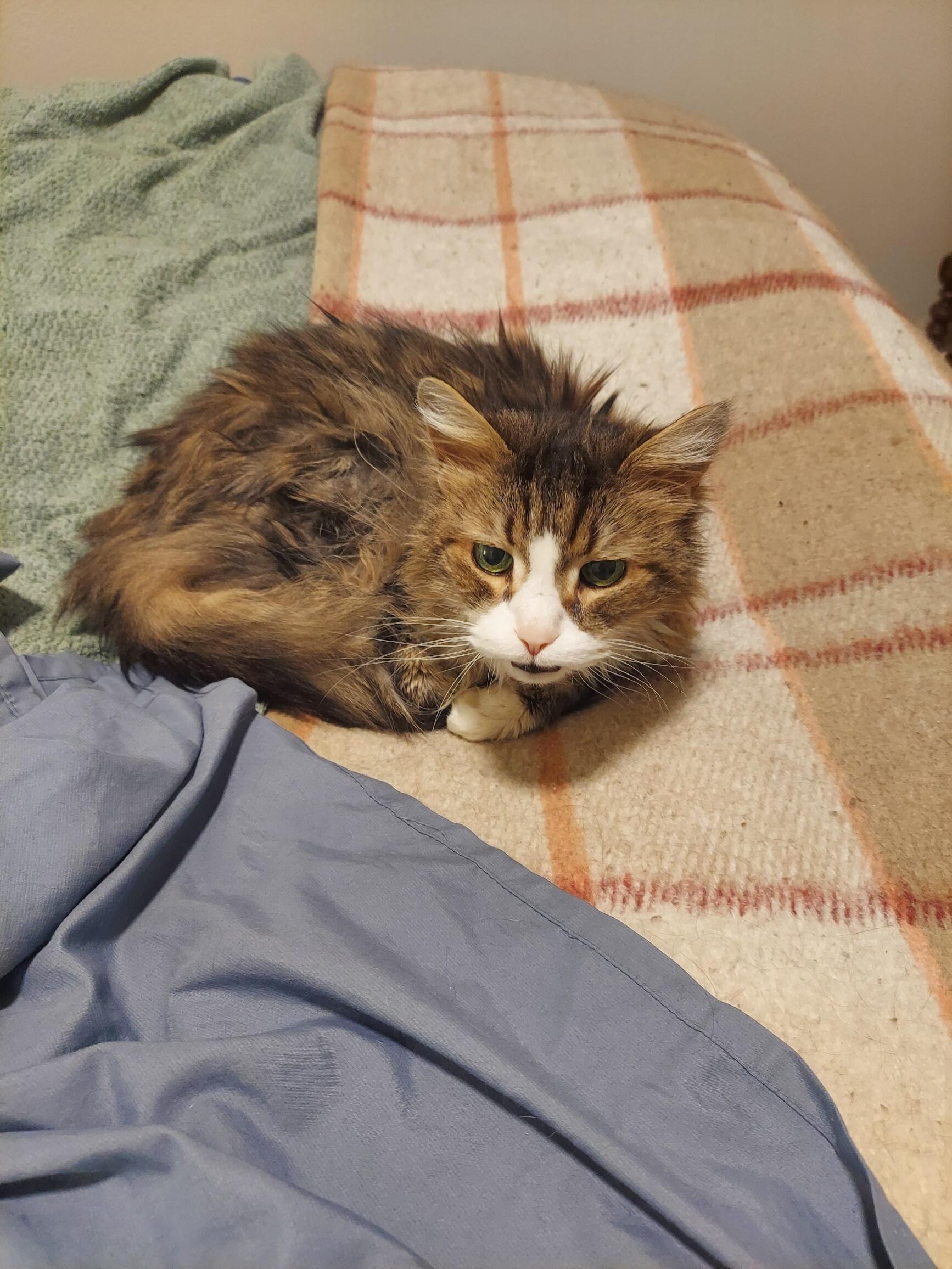 Home - Harley's Hope Foundation