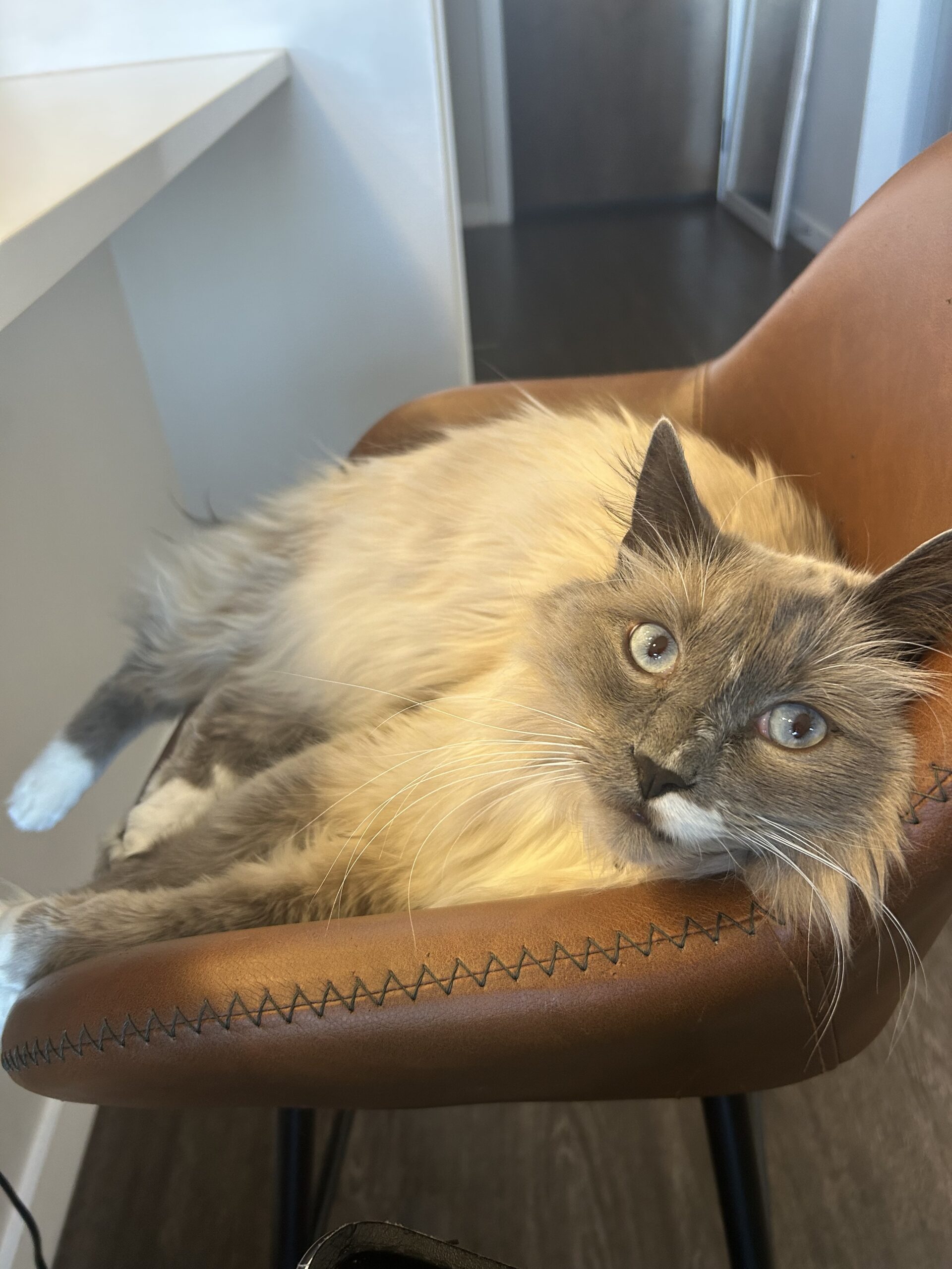 Home - Harley's Hope Foundation