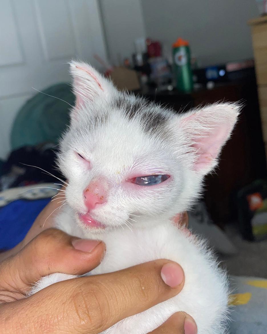 Home - Harley's Hope Foundation