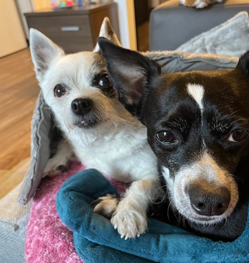 Home - Harley's Hope Foundation