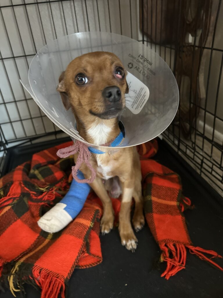 Home - Harley's Hope Foundation